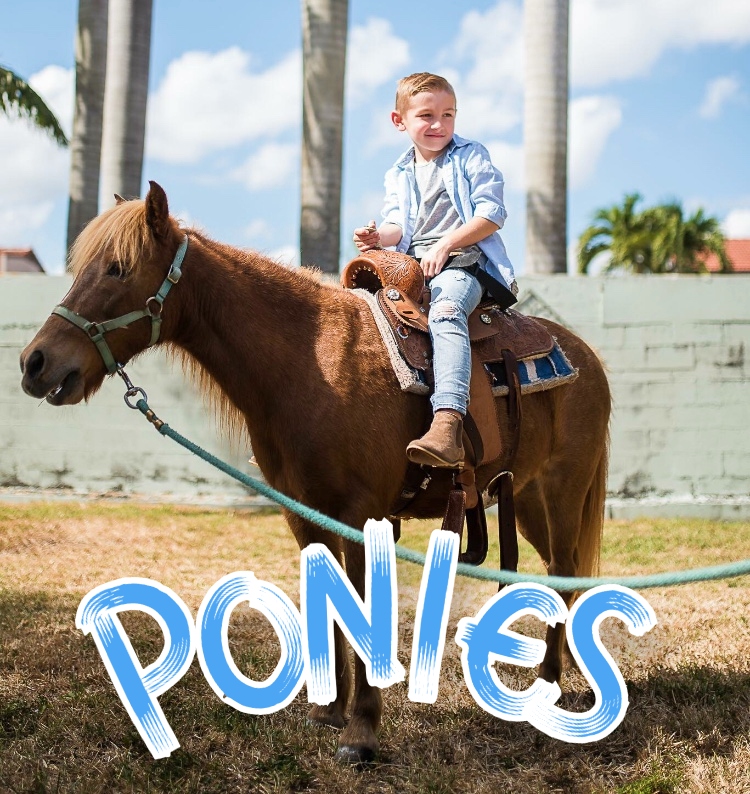 Pony Rentals – Ponies & Petting Zoo of Miami