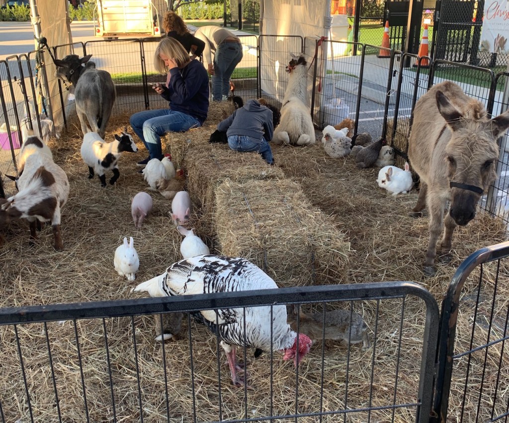 Gallery – Ponies & Petting Zoo of Miami