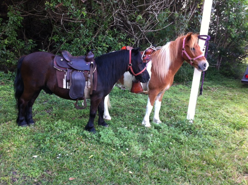 Gallery – Ponies & Petting Zoo of Miami