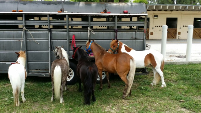 Pony Petting-Zoo and Train – Ponies & Petting Zoo of Miami