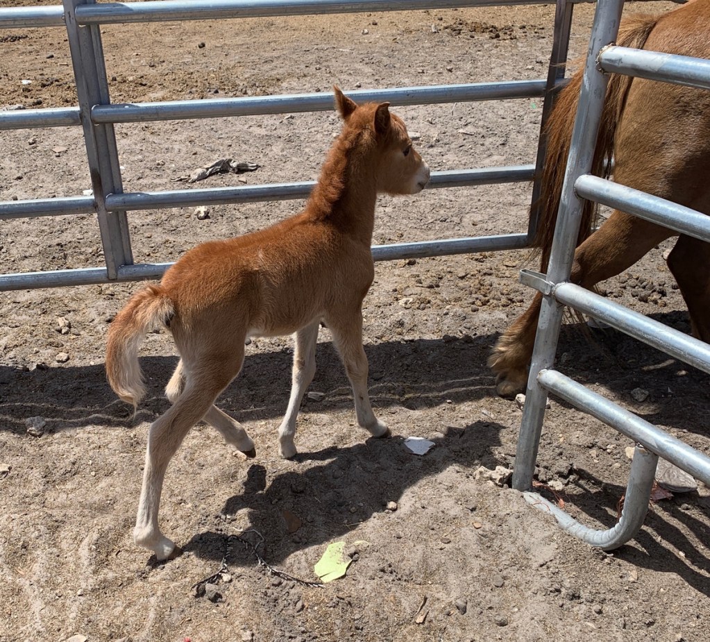 Gallery – Ponies & Petting Zoo of Miami